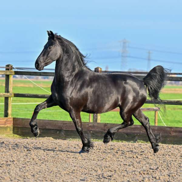 Friesian horses for sale and equestrian centre Sibma - **SOLD** Mare ...