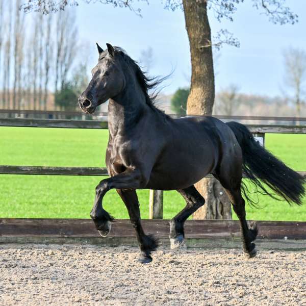 Friesian horses for sale and equestrian centre Sibma - **SOLD** Mare ...