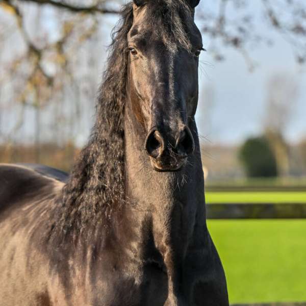 Friesian horses for sale and equestrian centre Sibma - **SOLD** Mare ...