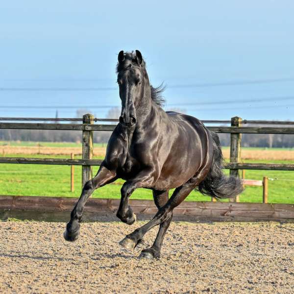 Friesian horses for sale and equestrian centre Sibma - **SOLD** Mare ...