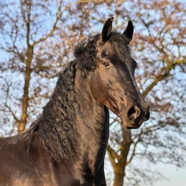 Friesian horses for sale and equestrian centre Sibma - **SOLD** Mare ...